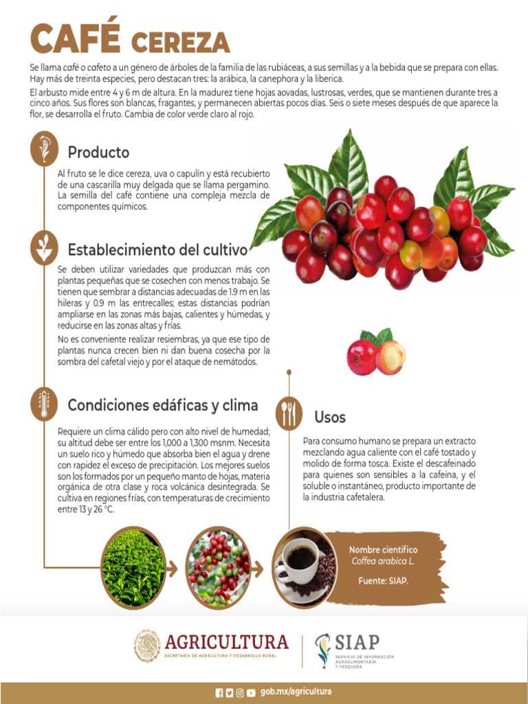 Cafe Cereza | PDF | café | Plantas