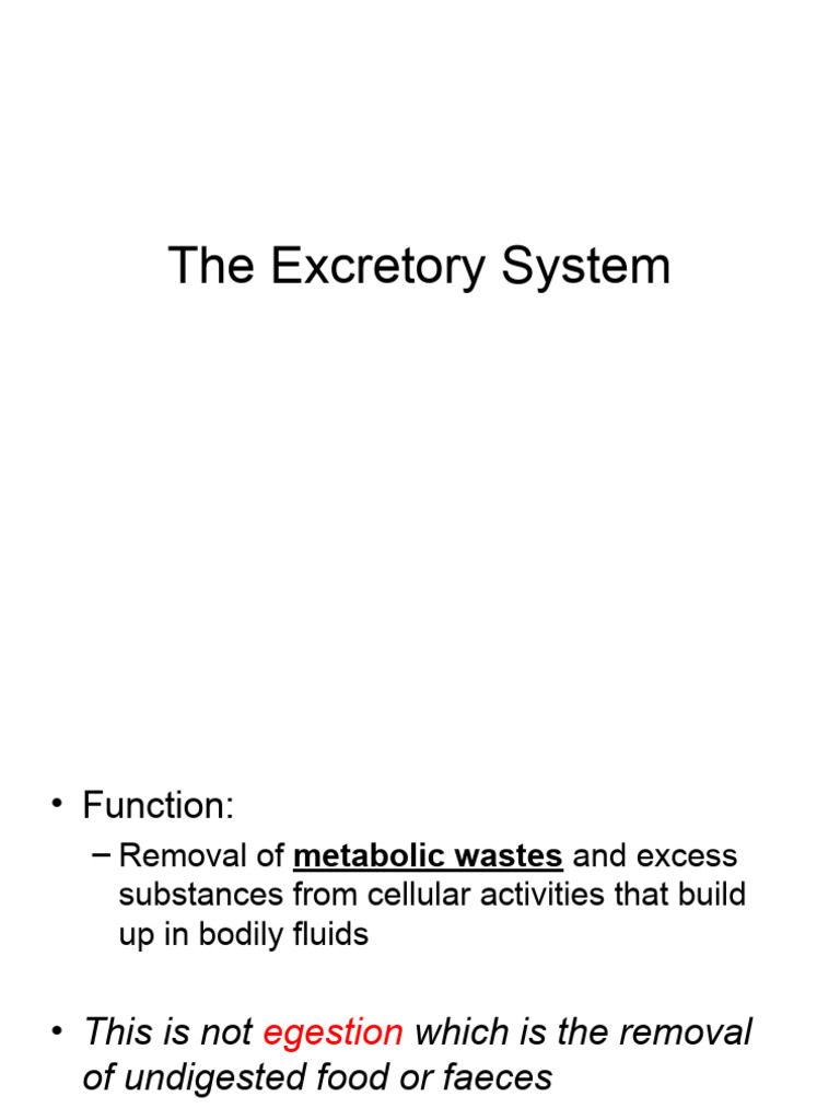 Excretory System | PDF | Kidney | Excretion