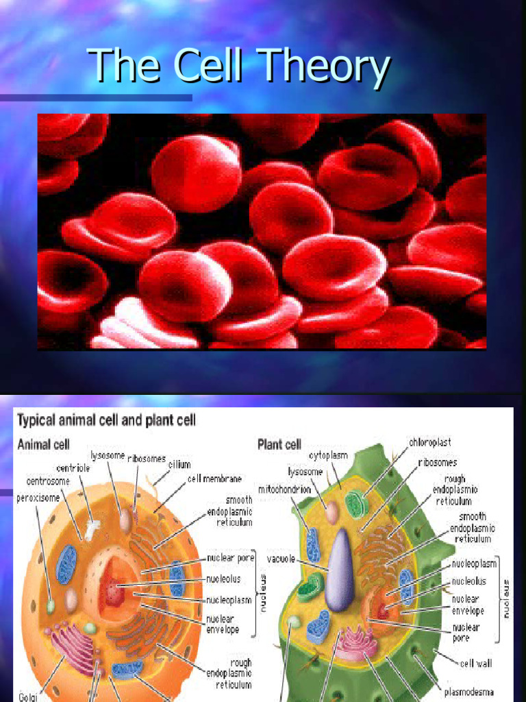 1the Cell Theory | PDF | Cell (Biology) | Biology