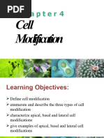 Cell Modification | PDF | Cell (Biology) | Epithelium