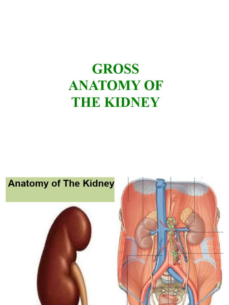 Gross Anatomy of The Kidney 2 | PDF | Kidney | Vein