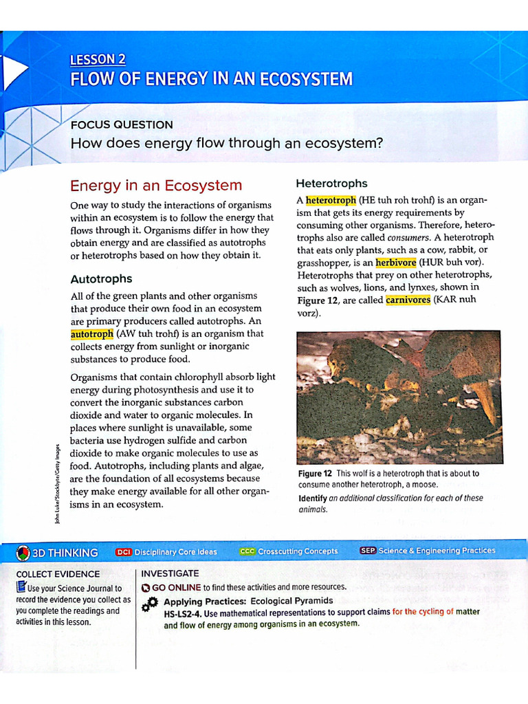 Energy and Matter Flow | PDF