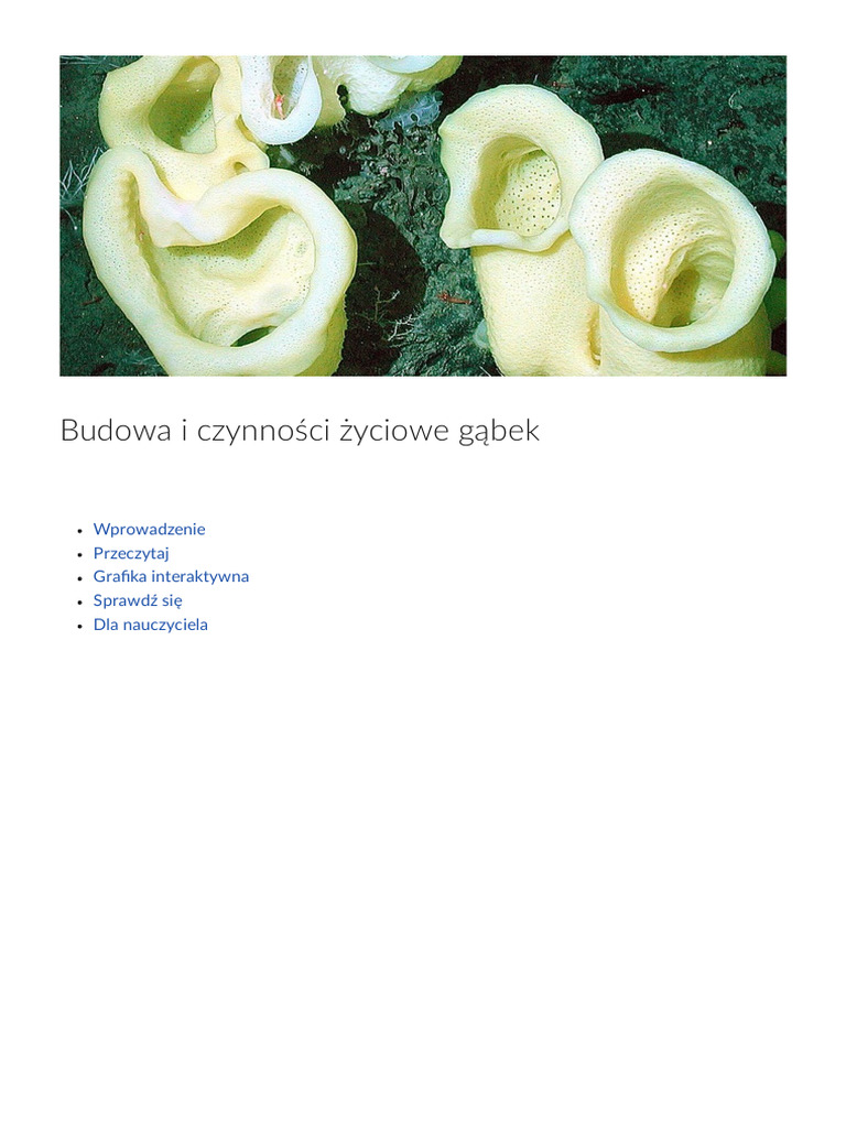 Budowa I Czynnosci Zyciowe Gabek | PDF