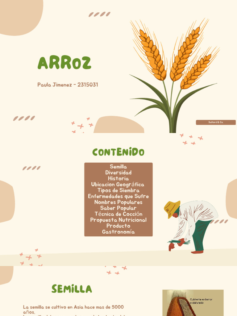 El arroz | PDF | Arroz | Cereales