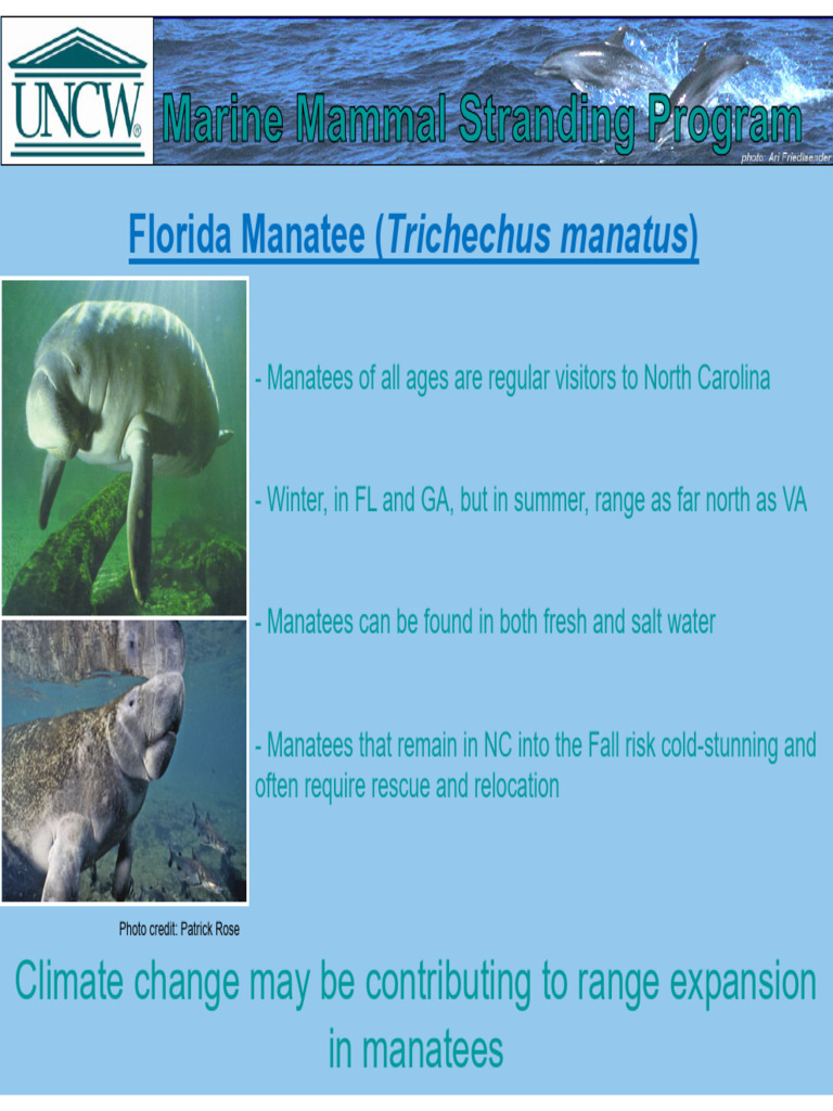 UNCW Factsheet: Manatees | Download Free PDF | Marine Mammals