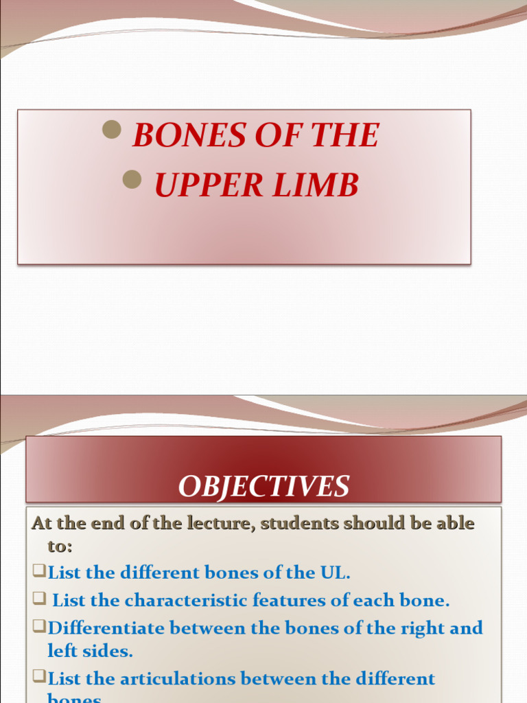 L1-Bones of Upper Limb | PDF | Hand | Musculoskeletal System