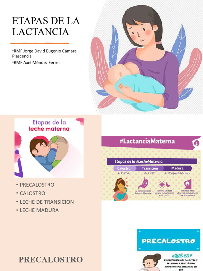 Etapas de Lactancia | PDF | Leche | La leche materna