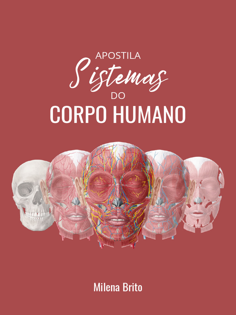 Sistemas Do Corpo Humano Apostila Pdf Coluna Vertebral Crânio