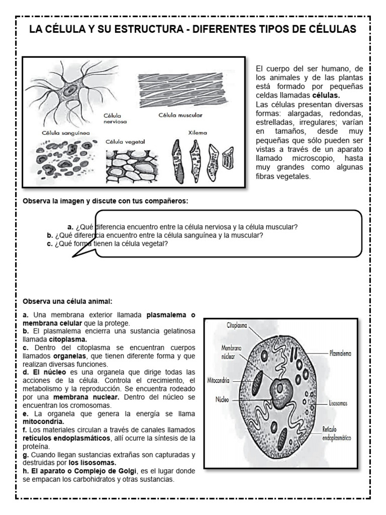 La Célula y Su Estructura | PDF | Citoplasma | Biología Celular)