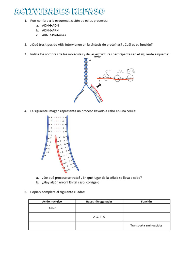 12 - Ficha Repaso | PDF | Adn | Rna