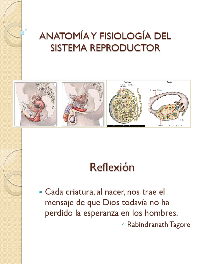 Aparato Reproductor | PDF | Sistema reproductivo | Ciclo menstrual