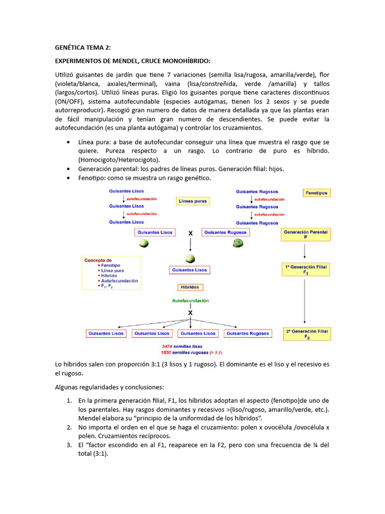 Experimentos de Mendel: Cruce Monohíbrido | PDF | Alelo | Dominancia ...