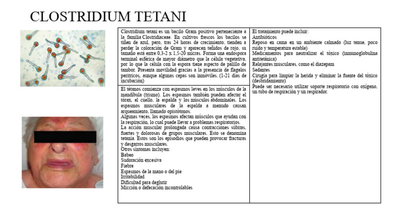 Clostridium Tetani | PDF