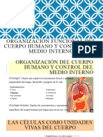 Anatomía de la Cápsula de Glisson | PDF | Tejido adiposo | Riñón