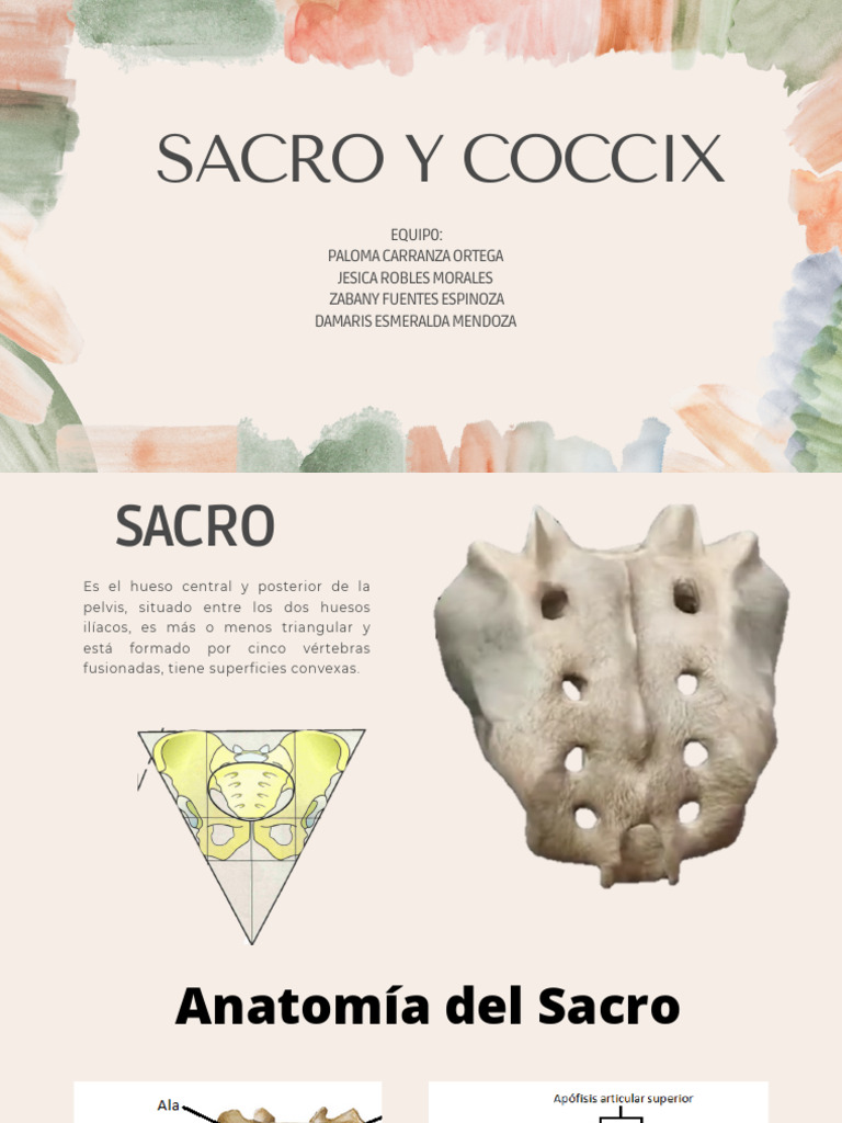 Anatomía y Función del Sacro y Cóccix | PDF | La columna vertebral | Pelvis