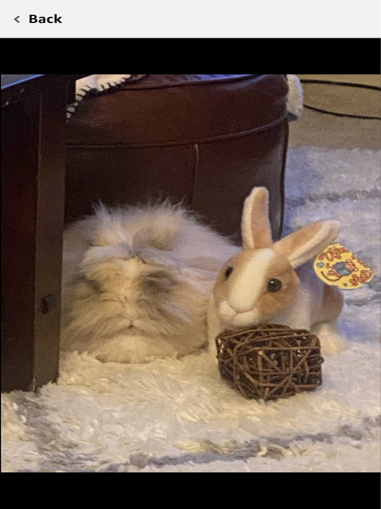 Amazon - Incustomer Reviews Robbie The Rabbit 1 | PDF