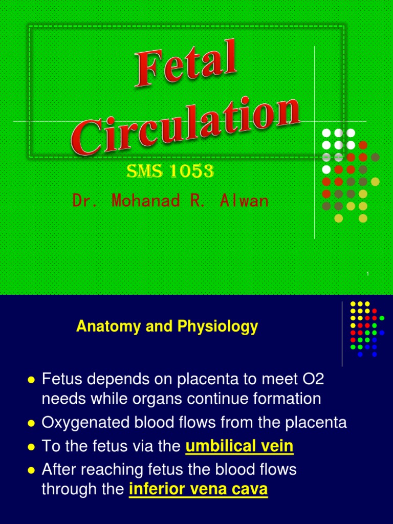 Fetal Circulation Explained | PDF | Circulatory System | Fetus