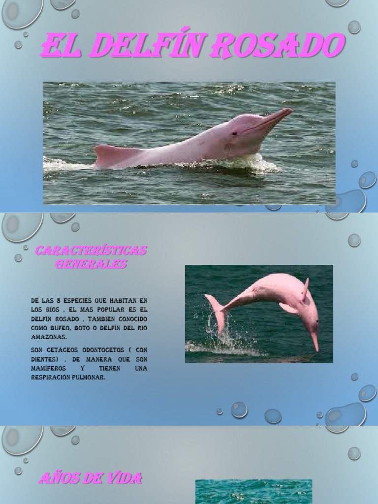 Características del Delfín Rosado | PDF | Organismos