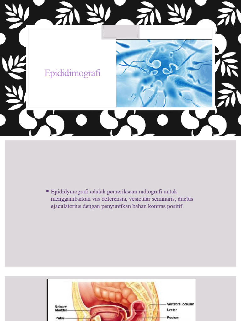 Epididimographi Kel4 | PDF | Sains & Matematika