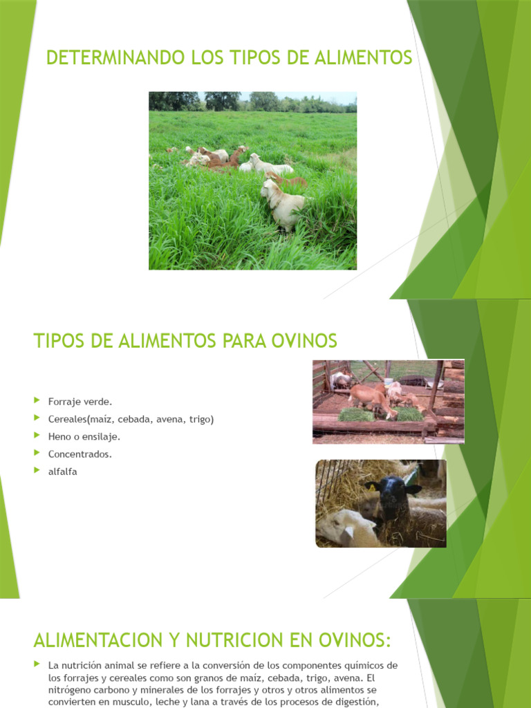 Determinando Los Tipos de Alimentos de Ovinos Grisella y Gasely | PDF | Oveja | Pasto