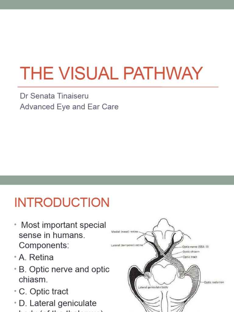 The Visual Pathway Opthalmology Lecture | PDF | Visual System | Retina