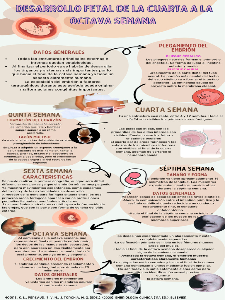 Desarrollo Fetal (Infografia) | Descargar gratis PDF | Embrión | Corazón