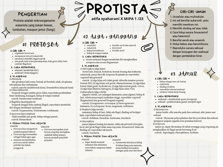 Mindmap Protista | PDF