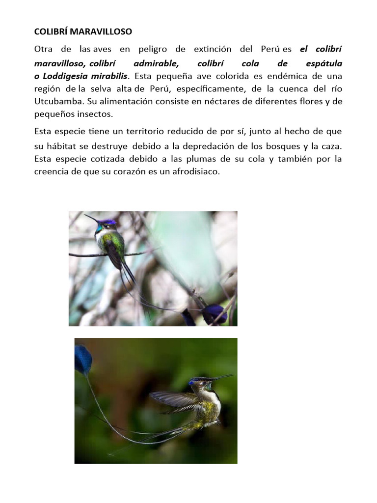 Colibri Maravilloso | PDF