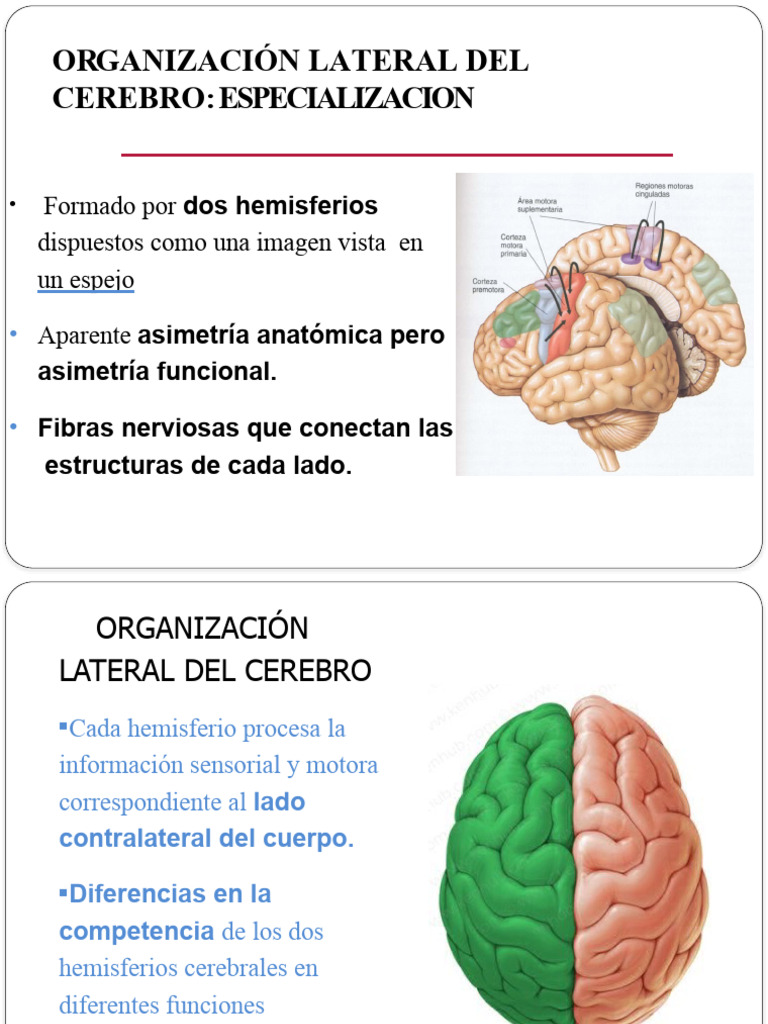 Lateralización y funciones cerebrales | PDF | Hemisferio cerebral | Cerebro