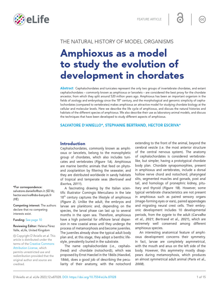 Amphioxus As A Model To Study The Evolution of Dev | PDF | Biology ...
