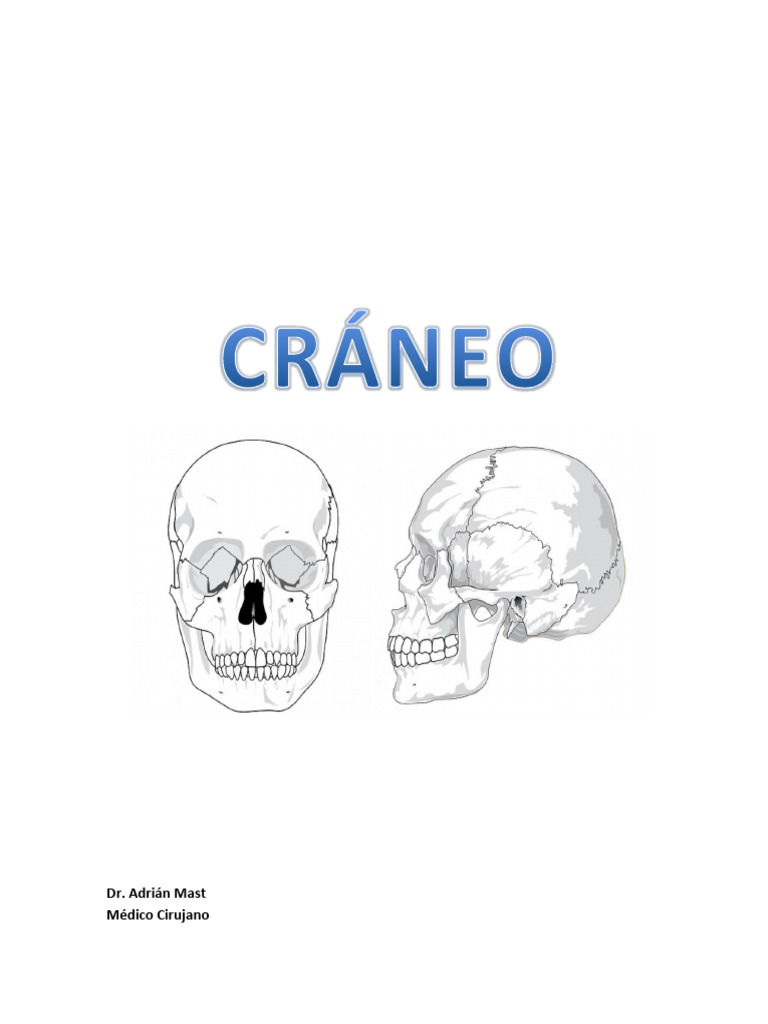 Guia de Craneo | PDF | Cráneo | Anatomía humana
