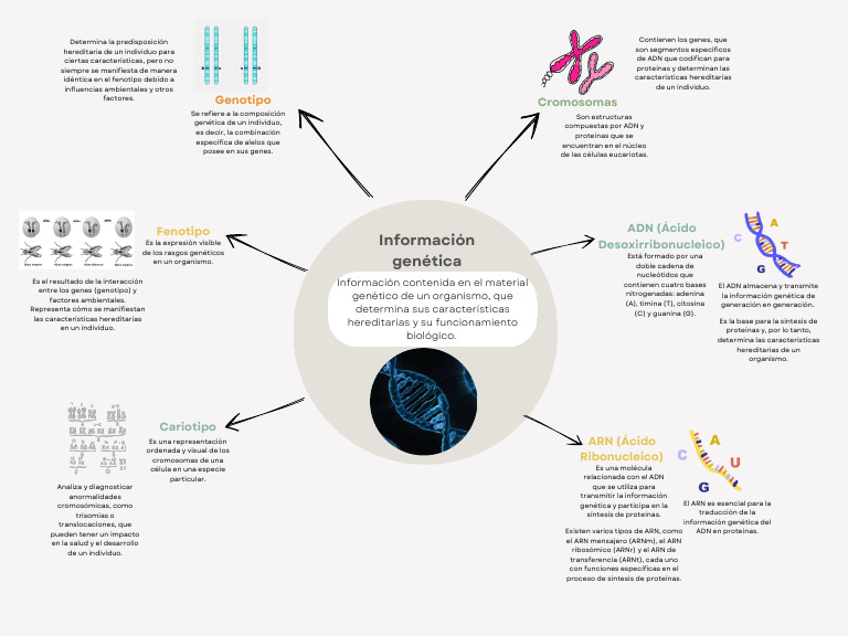 Mapa Mental Genetica | PDF | Rna | Genética