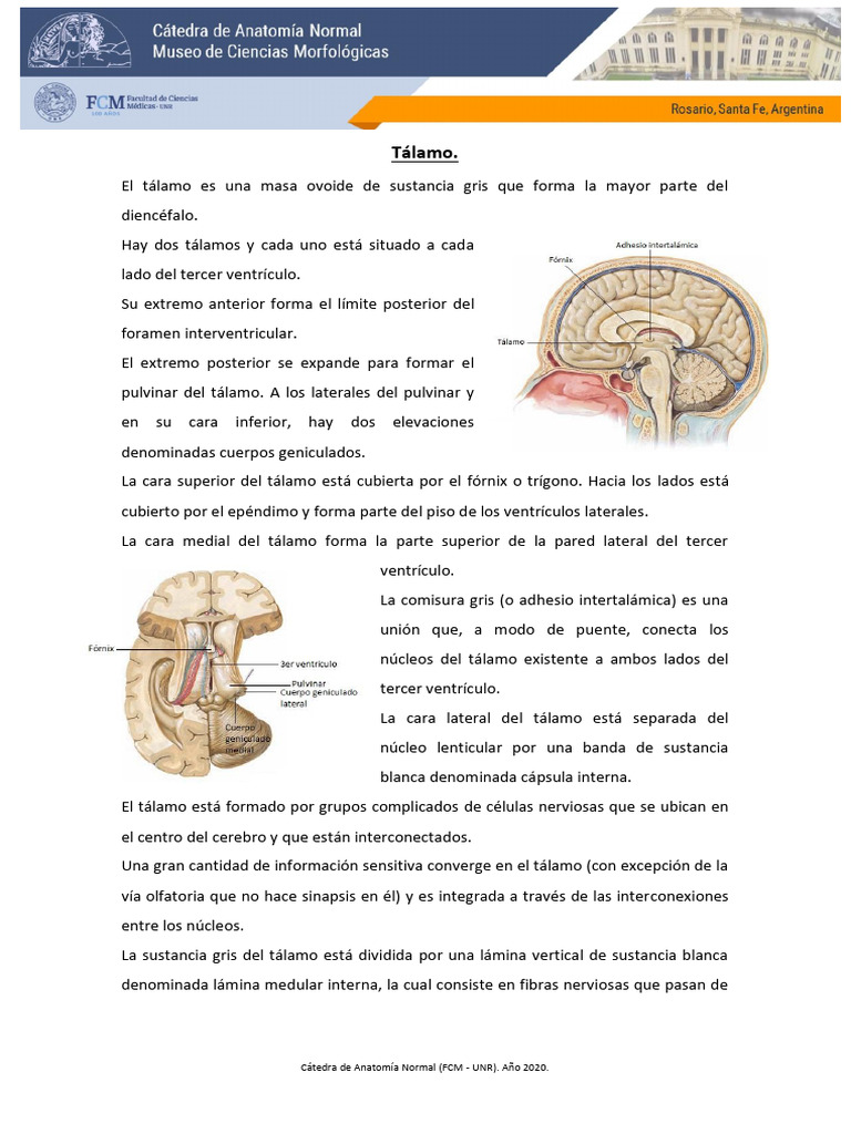 Anatomía del Tálamo: Estructura y Función | PDF | Tálamo | Cerebro