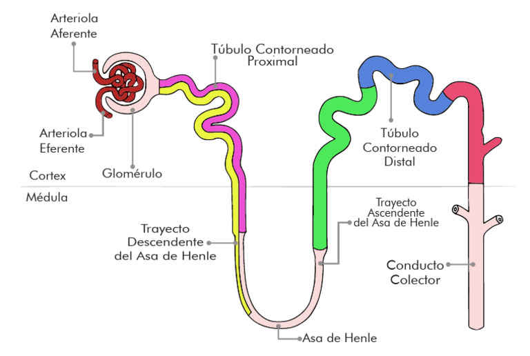 Anatomía del Nefrón Renal | PDF