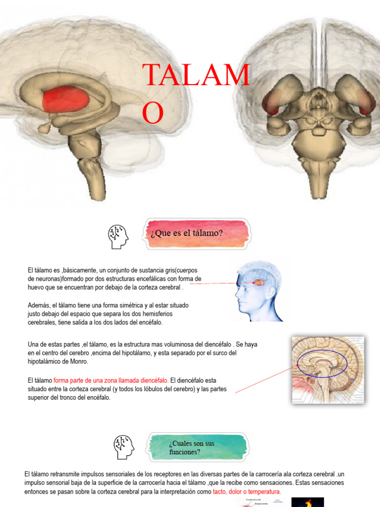 TALAMO | PDF | Cerebro | Tálamo