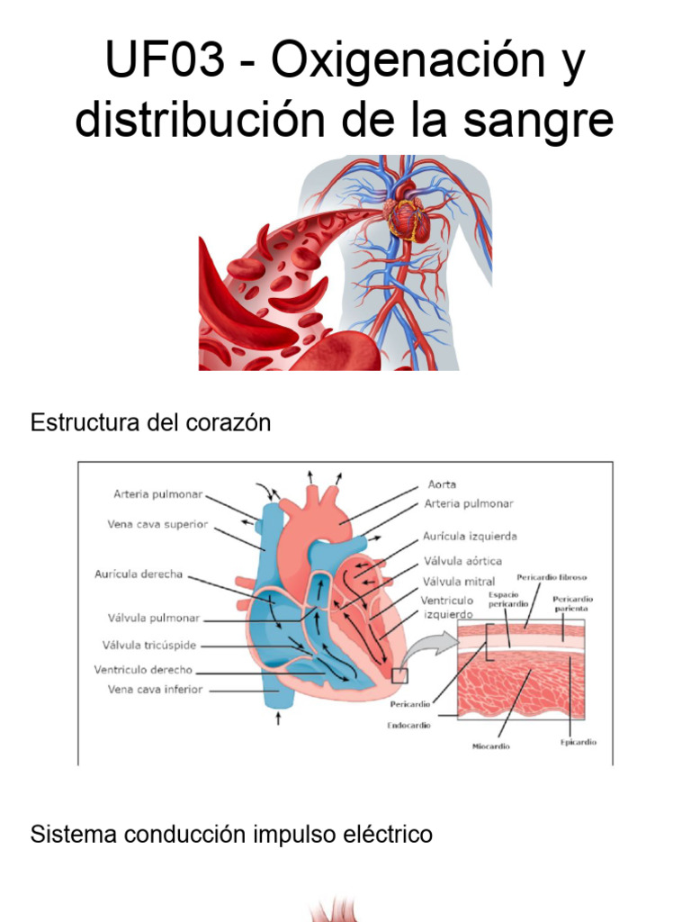 UF03 - Oxigenación y Distribución de La Sangre | PDF