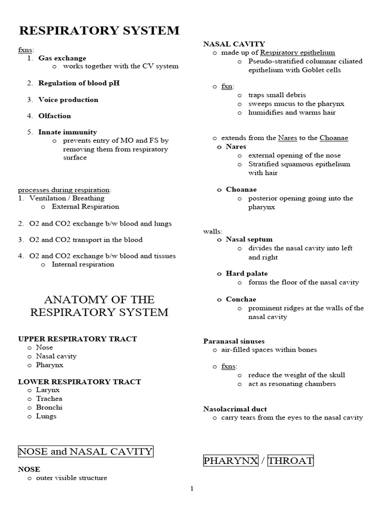 Anatomy and Physiology Handout # 15 Respiratory System-1 | PDF | Lung ...