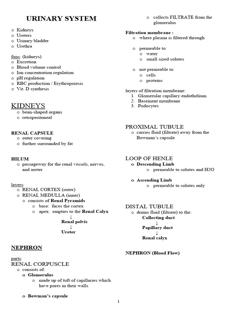 Anatomy and Physiology Handout # 17 Urinary System | PDF | Kidney ...