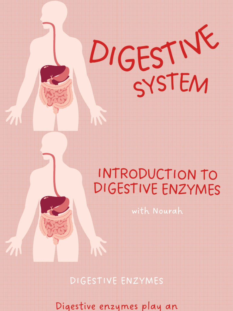 Digestive System Educational Video in Red Pink Illustrative Style | PDF