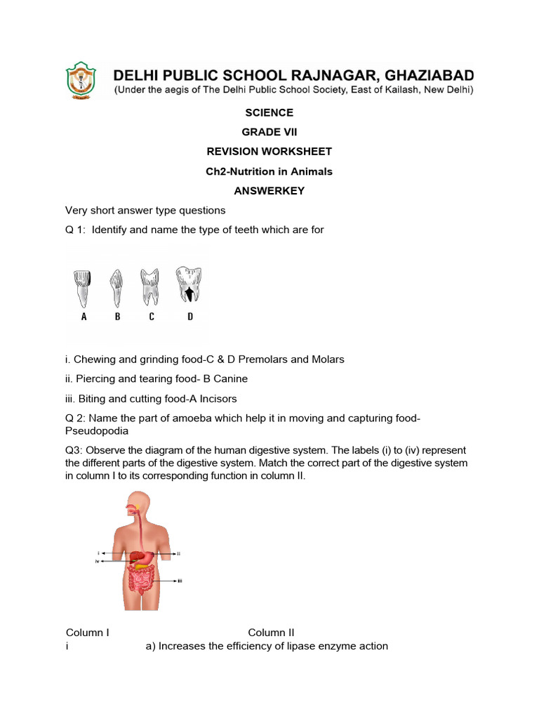 7grade Science Rws Ch2day 2 Answerkey 4 | PDF | Digestion | Human ...