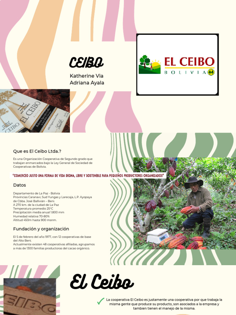 CEIBO | PDF | Chocolate | Grano de cacao