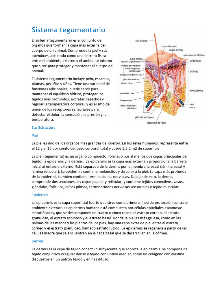 Sistema Tegumentario | PDF | Sistema tegumentario | Piel