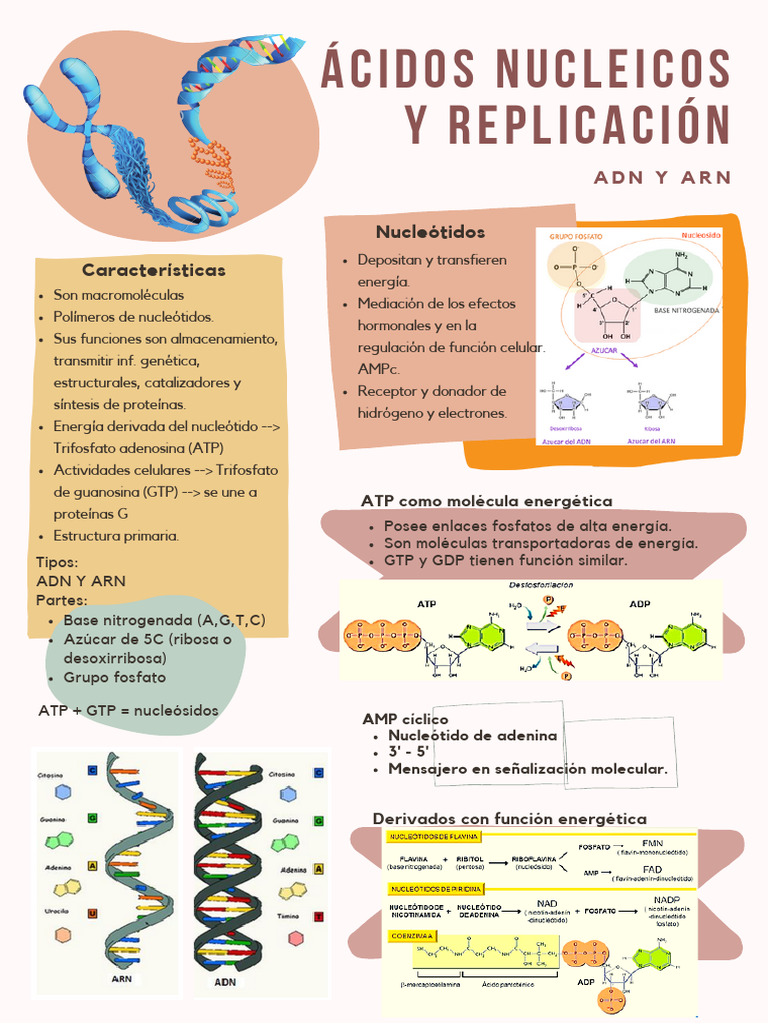 Ácidos Nucleicos y Replicación | Descargar gratis PDF | Adn | Replicación De Adn