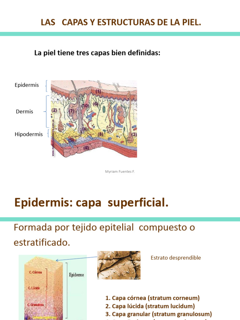 Capas de La Piel y Sus Componentes Resumen | PDF | Epidermis | Piel