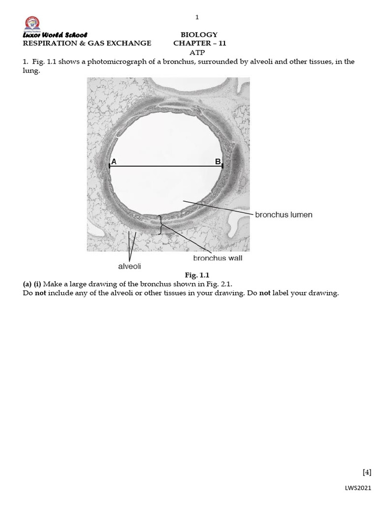 Respiration & Gas Exchange Atp QP | PDF | Lung | Cellular Respiration
