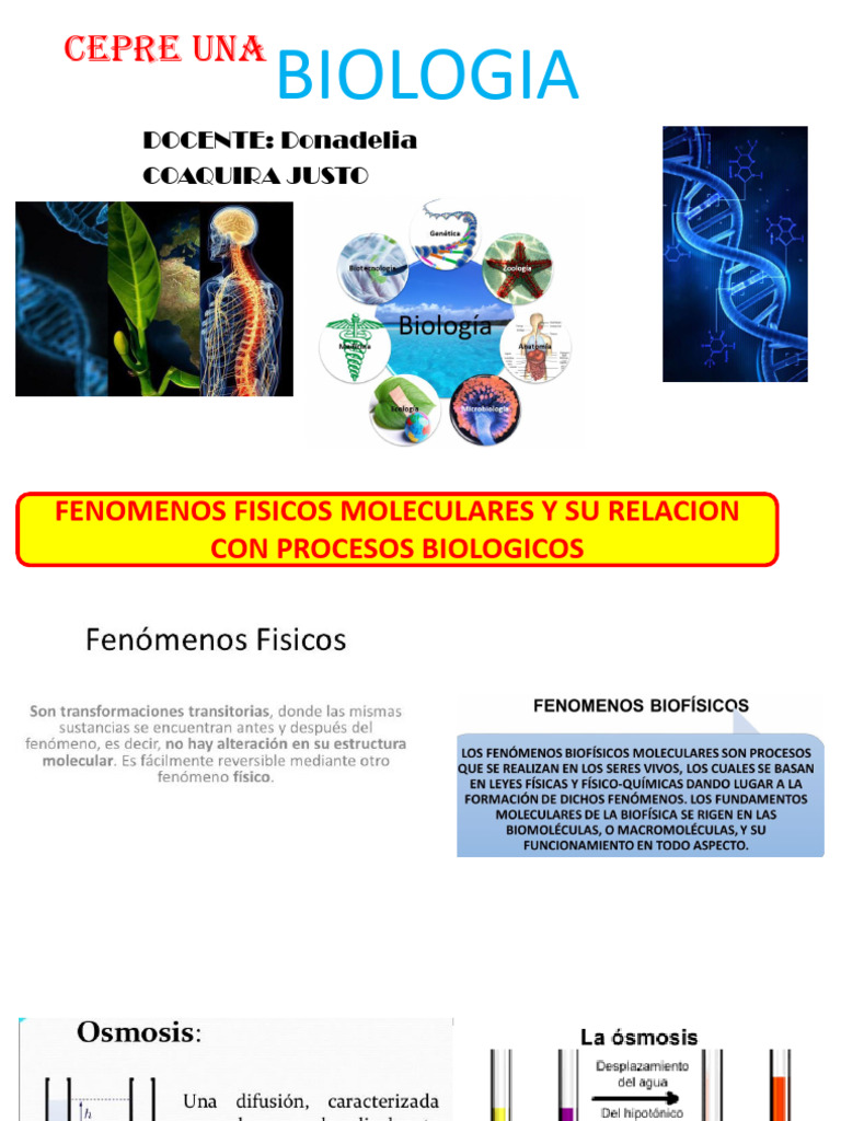 Fenómenos Físicos y Fitohormonas en Biología | PDF | Hormona Vegetal ...