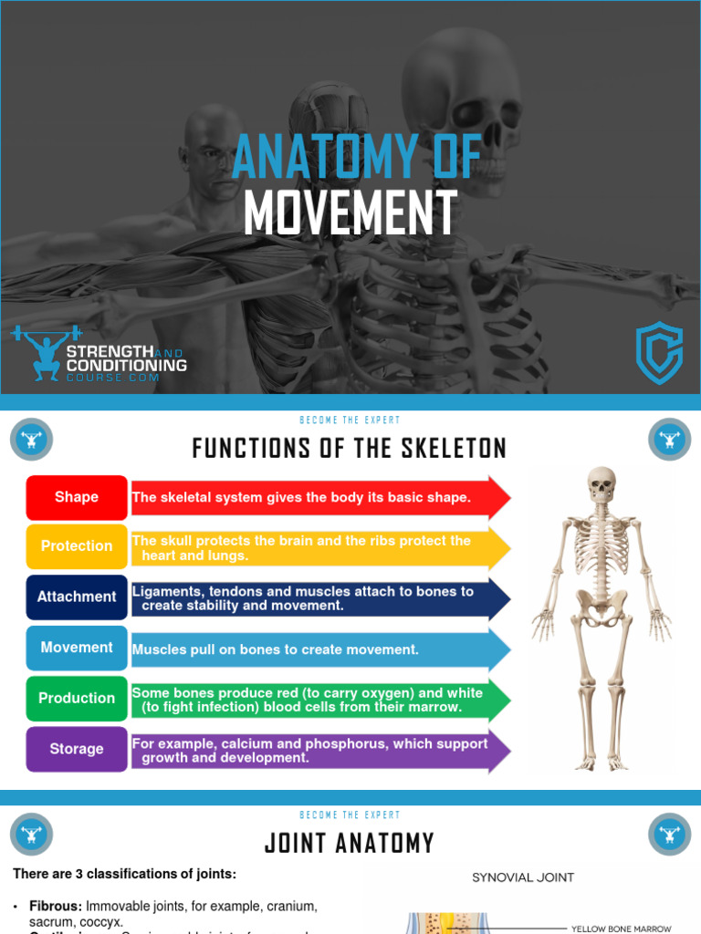Anatomy of Movement | PDF | Anatomical Terms Of Motion ...