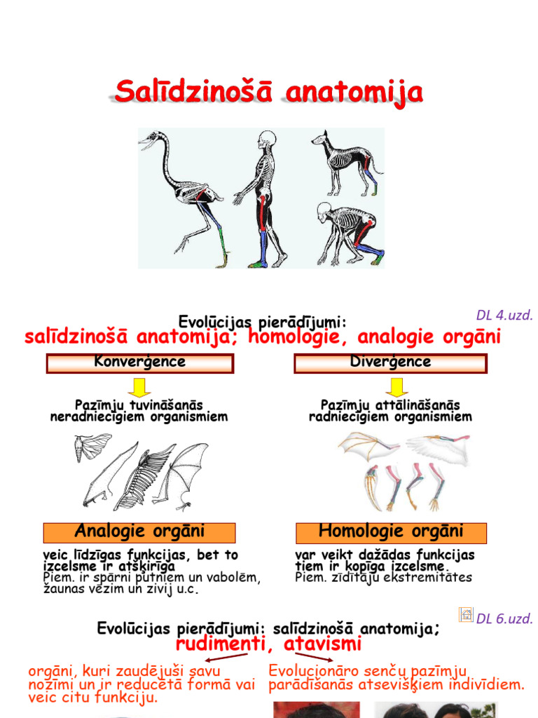Evolūcijas Liecības - Salīdzinošā Anatomija | PDF