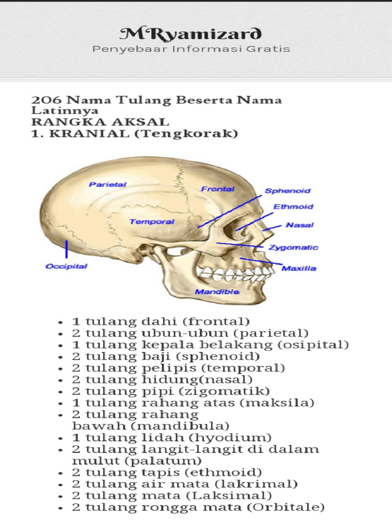 206 Nama Tulang + Latin | PDF