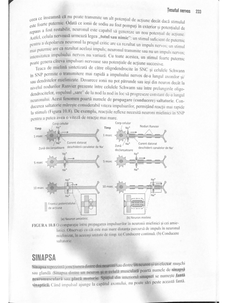 Tesut Nervos 4 | PDF